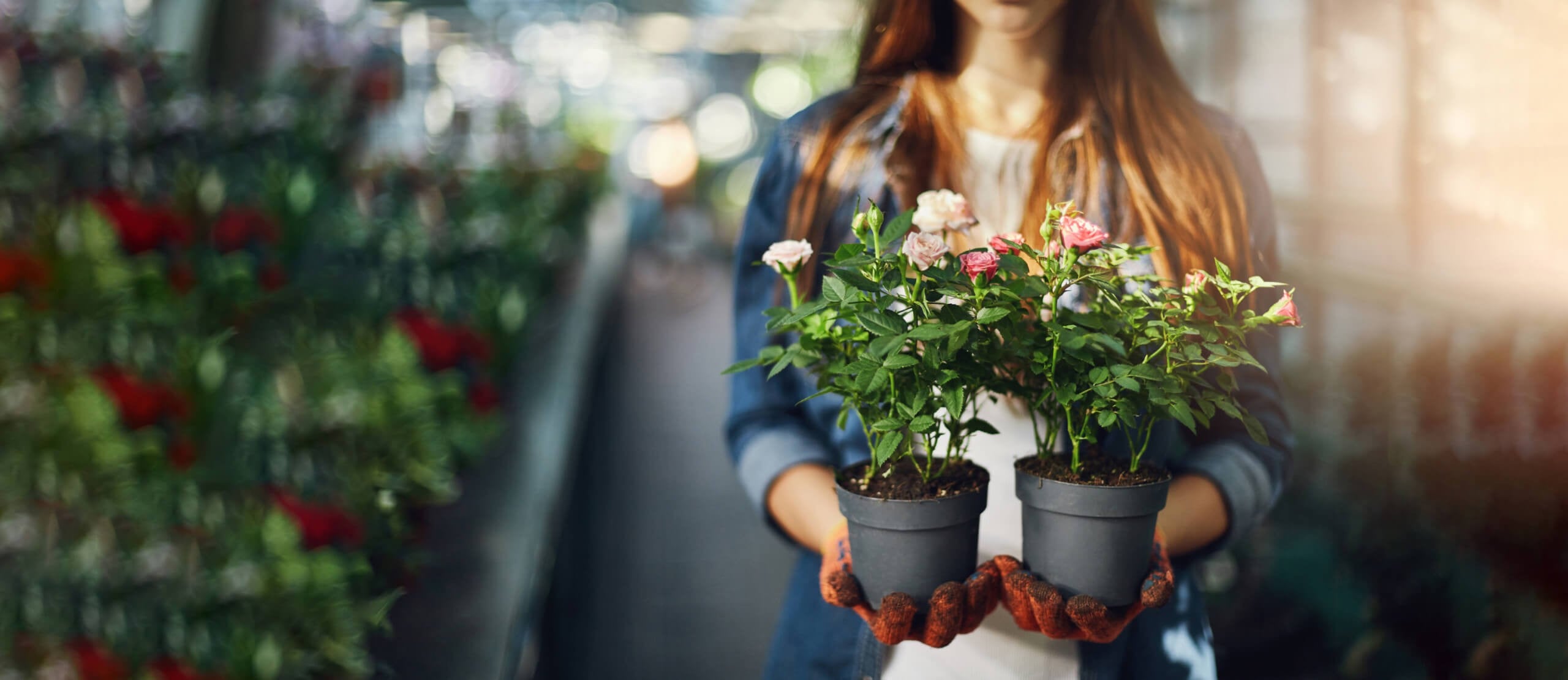 Welcome to Treeland...